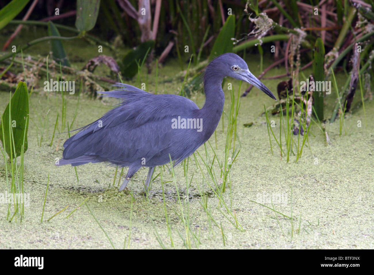 Little Blue Heron in South Florida Stock Photo - Alamy