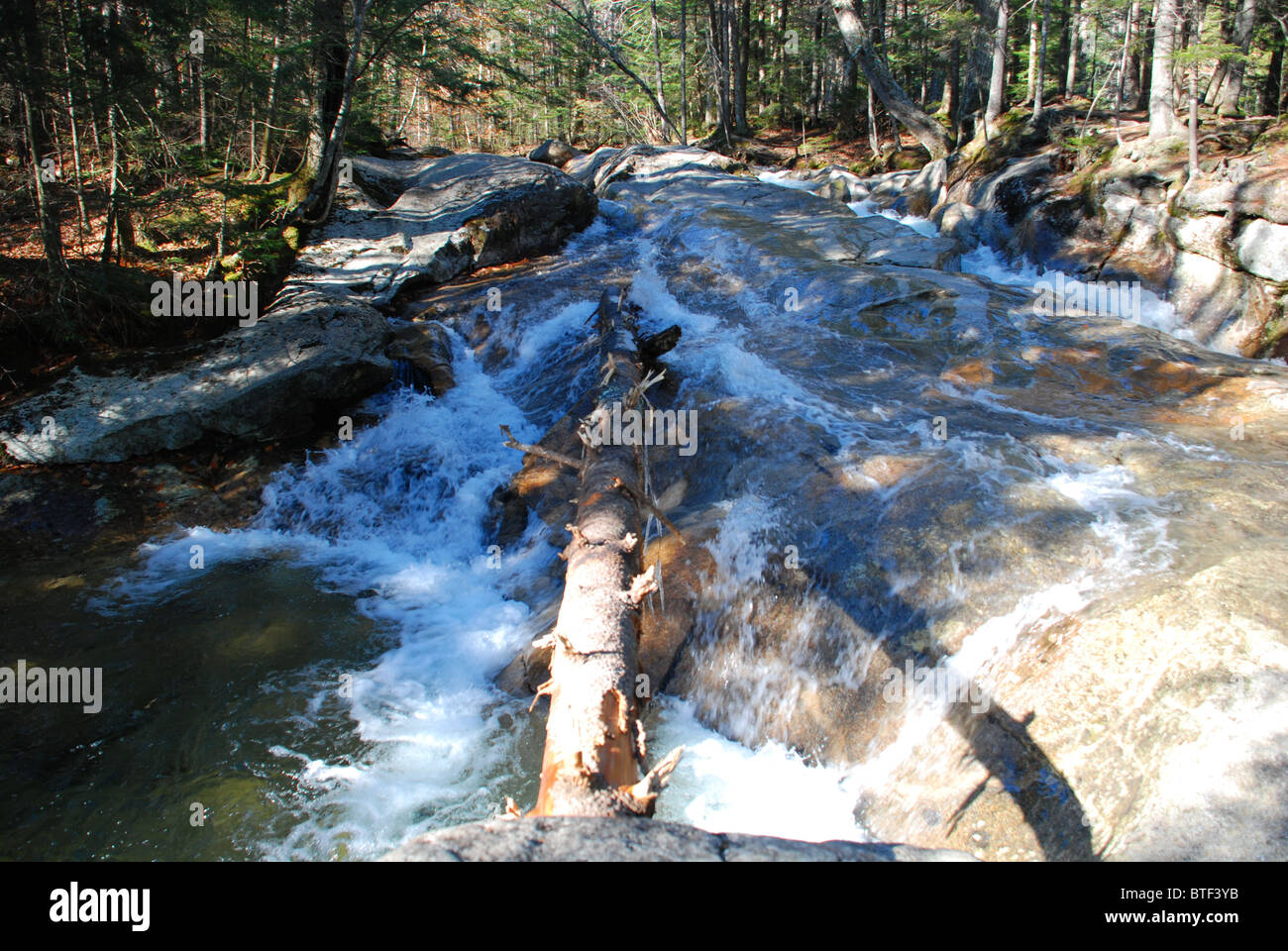 Fallen tree in a stream Stock Photo - Alamy