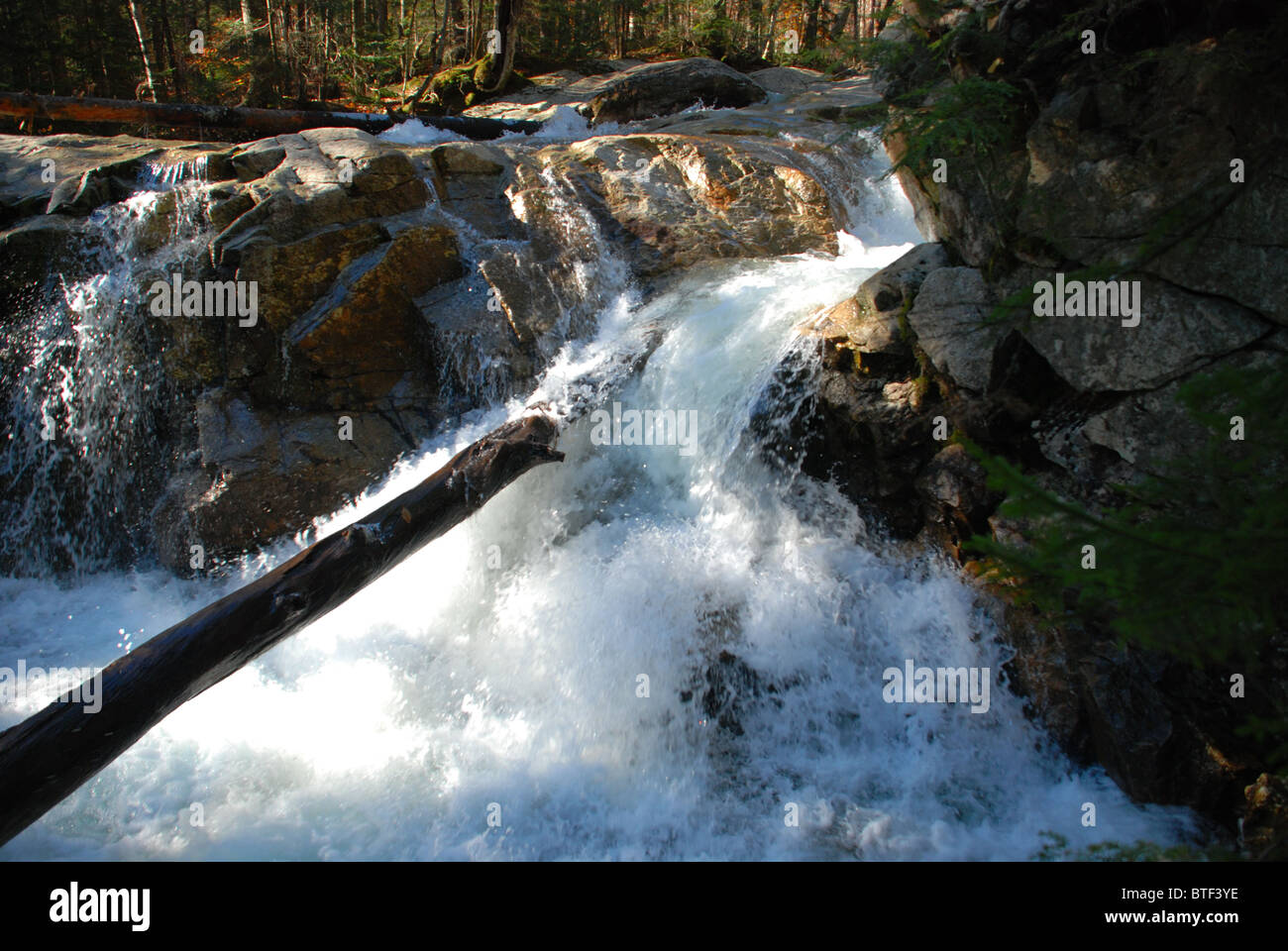 Fallen tree in a waterfall Stock Photo - Alamy