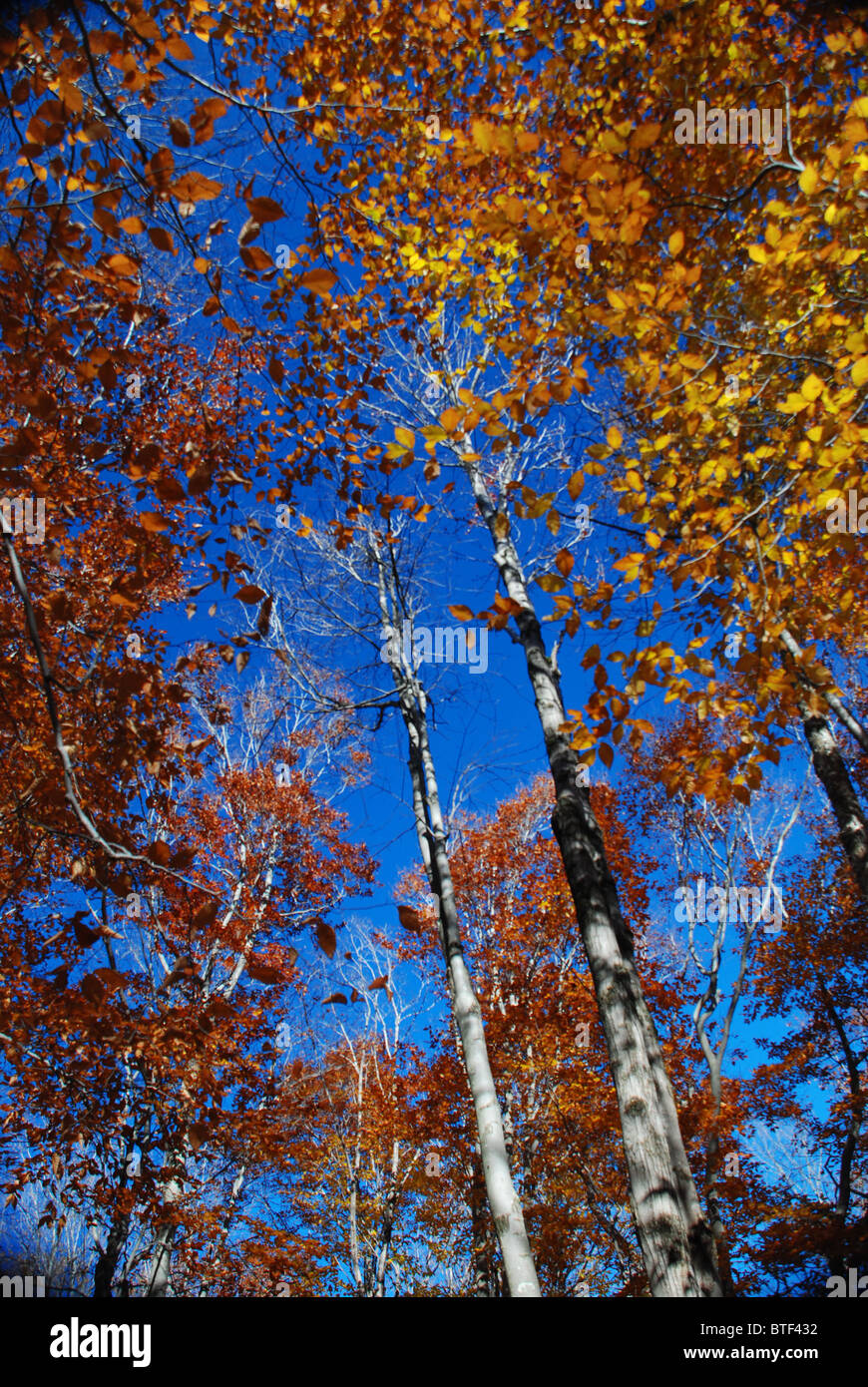 Trees in Fall Stock Photo - Alamy