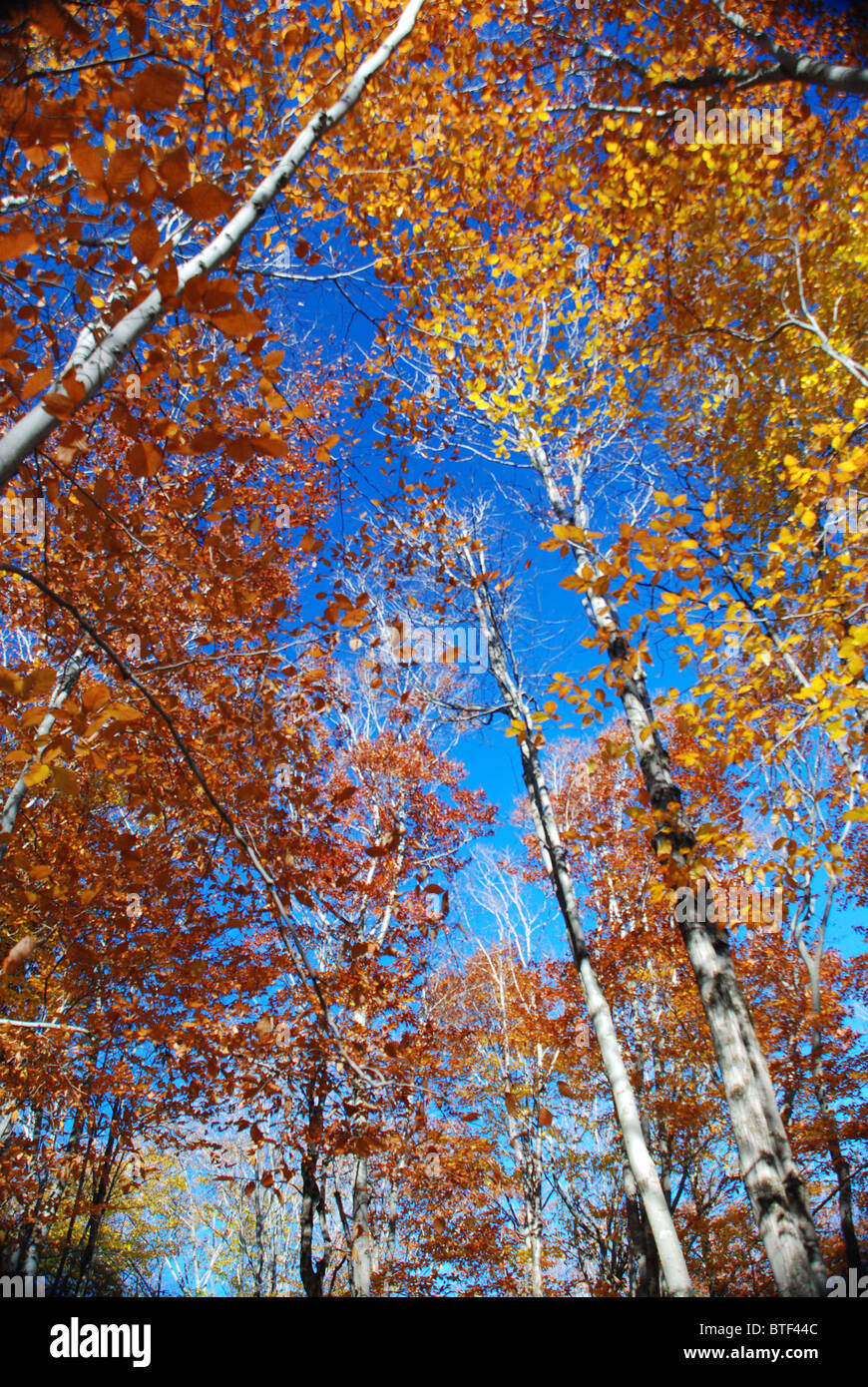 Trees in Fall Stock Photo - Alamy