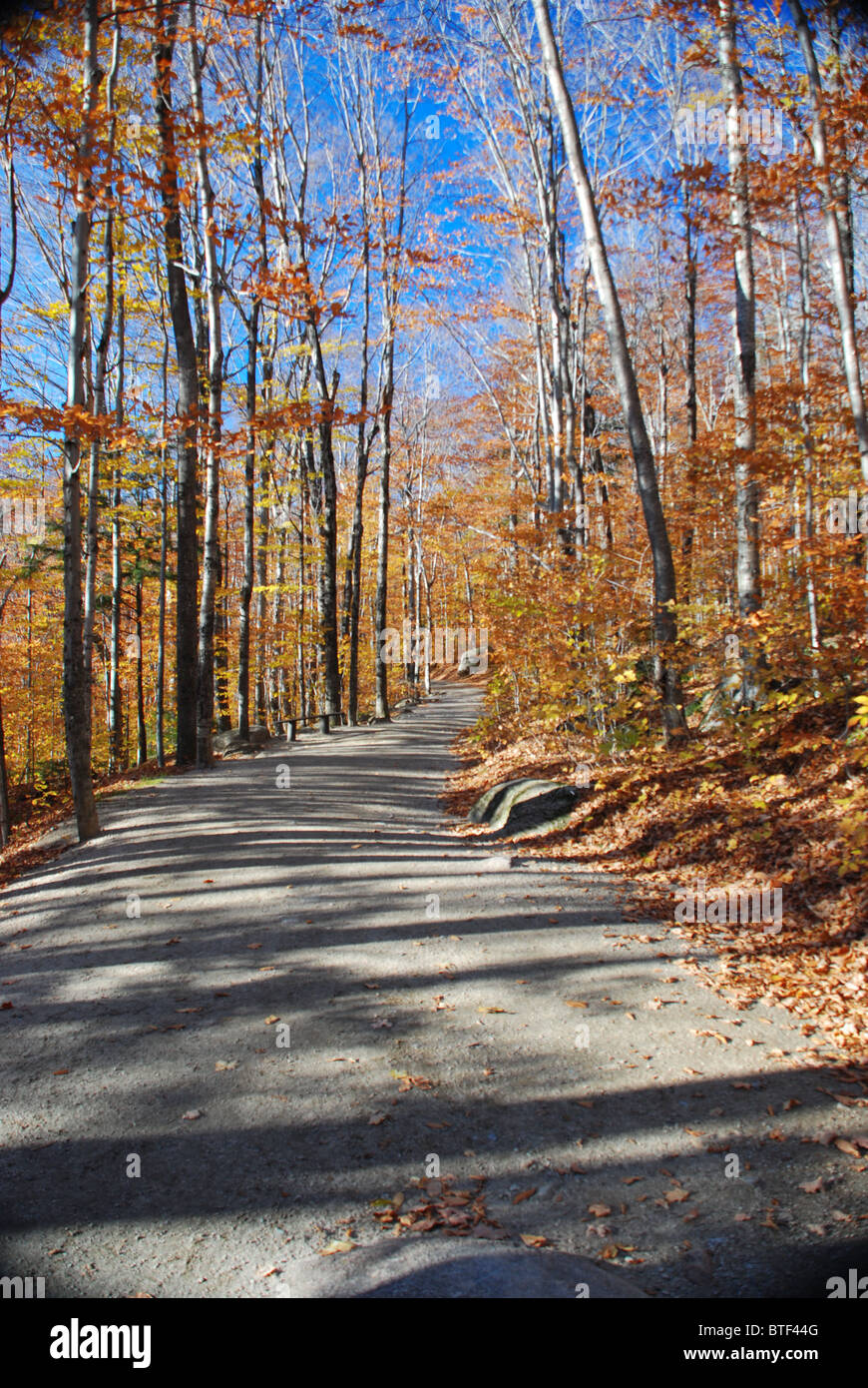 Forest path in Fall Stock Photo - Alamy