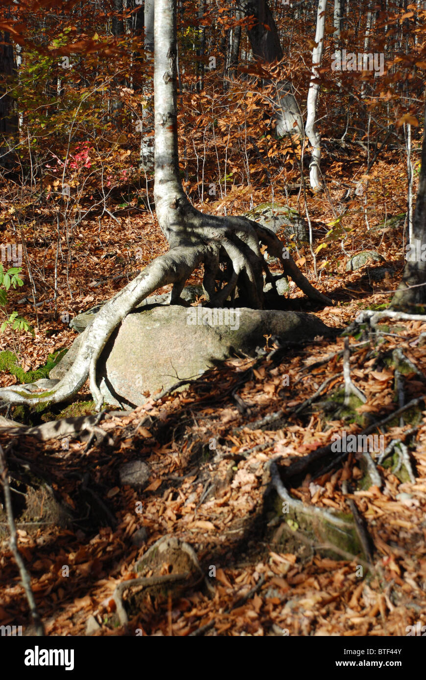Boulder with tree growing hi-res stock photography and images - Alamy