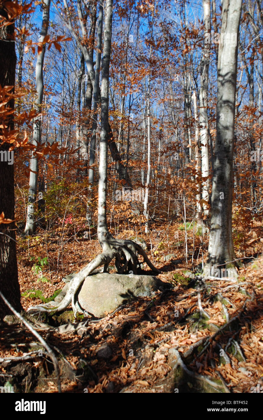Tree growing over boulder hi-res stock photography and images - Alamy