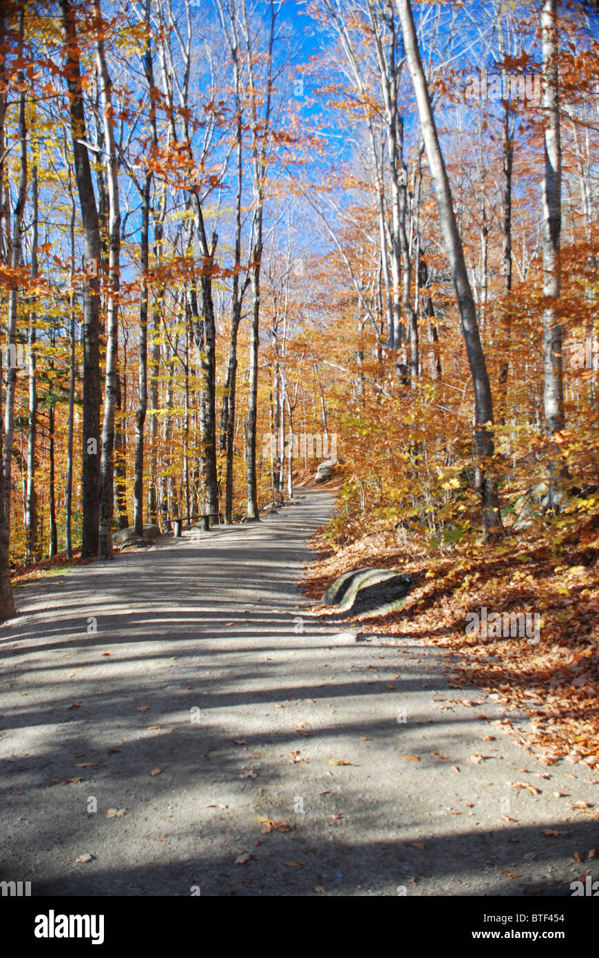 Forest path in Fall Stock Photo - Alamy