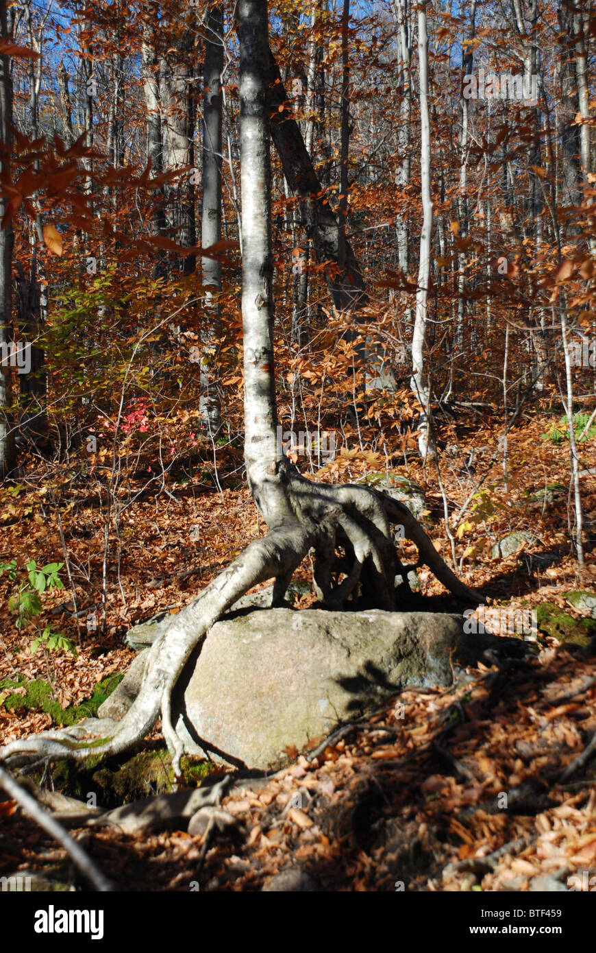 Tree growing over a boulder Stock Photo - Alamy