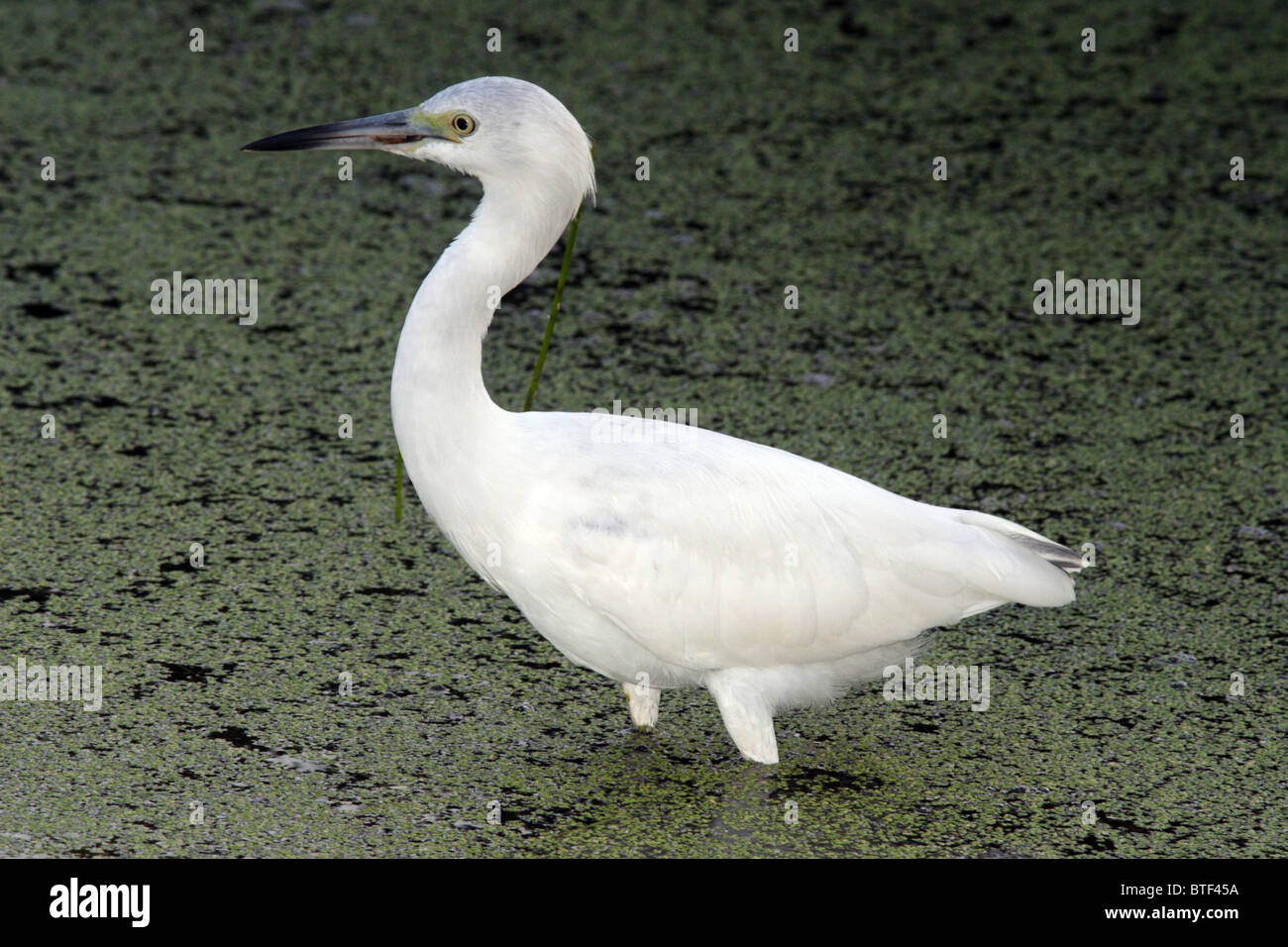 Little Blue Heron White Phase Stock Photo - Alamy