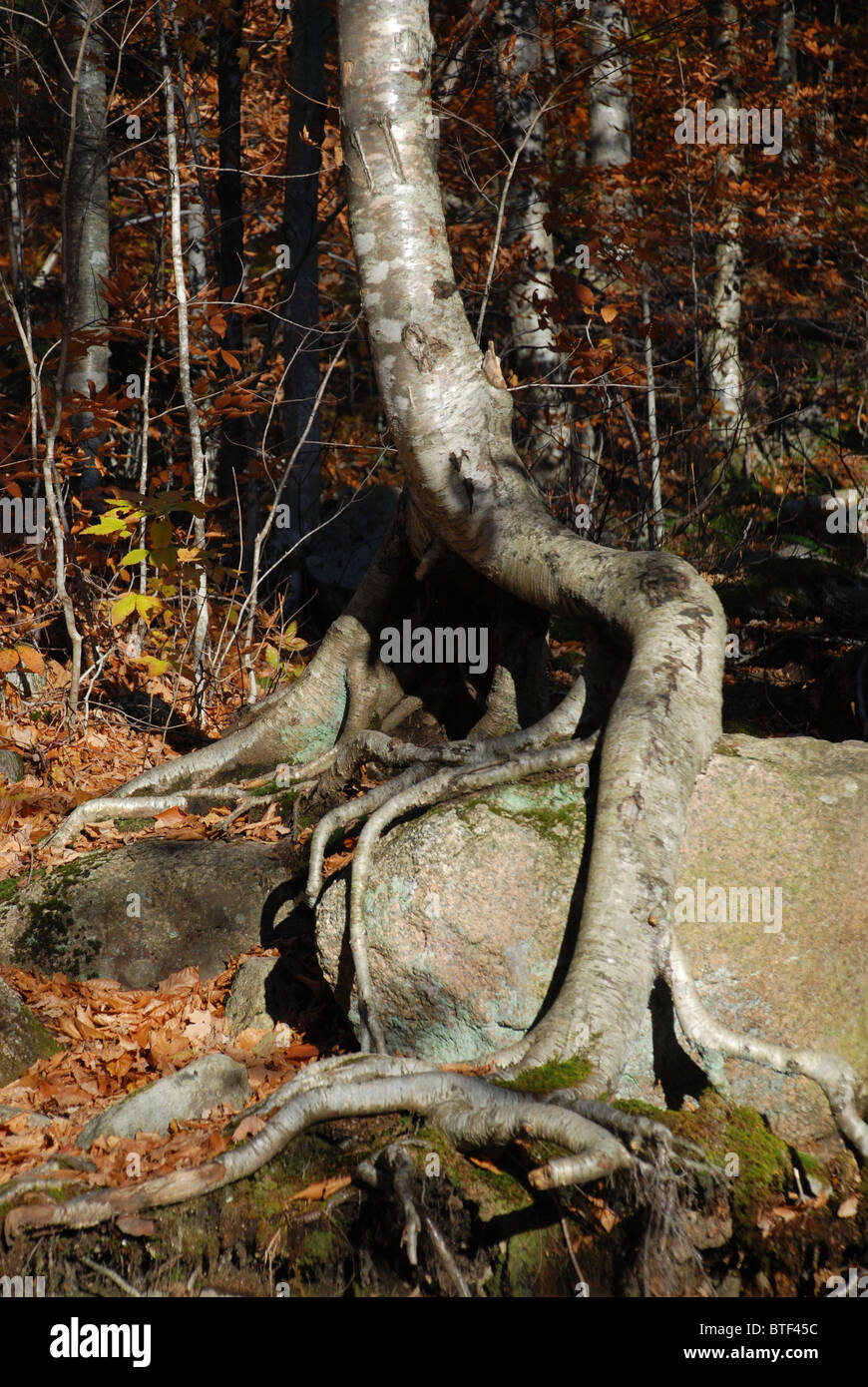 Boulder with tree growing hi-res stock photography and images - Alamy