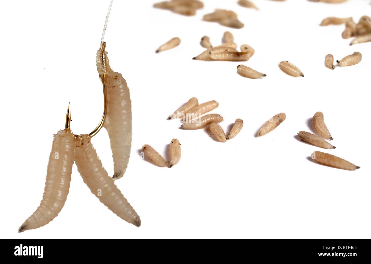 Maggots fly bait fishing hi-res stock photography and images - Alamy