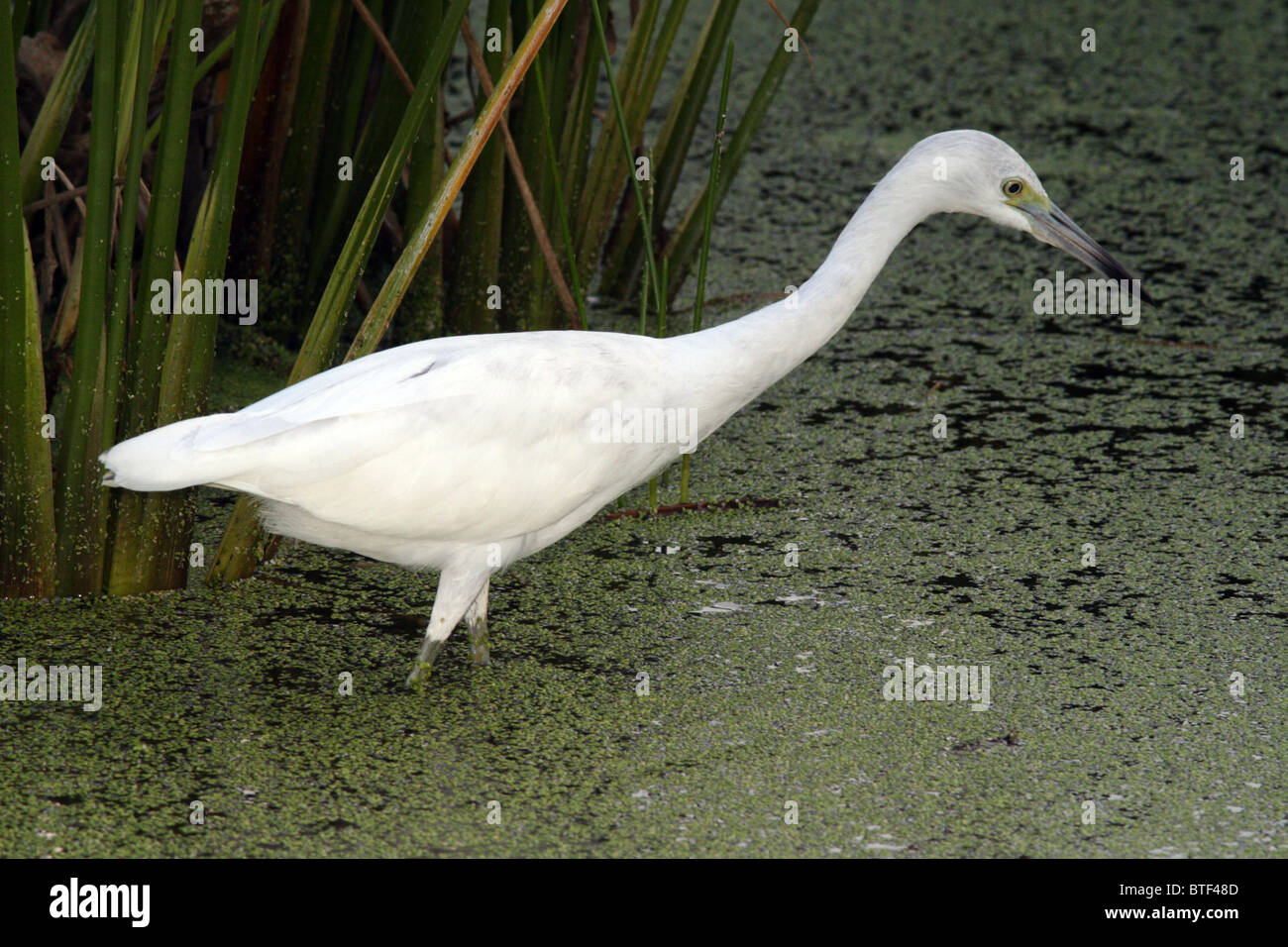 Little Blue Heron White Phase Stock Photo - Alamy