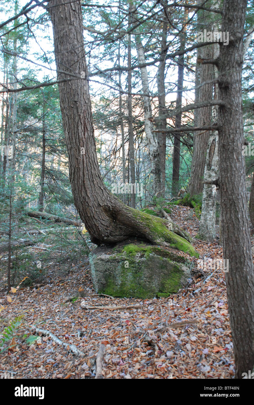 Rock and roots hi-res stock photography and images - Alamy