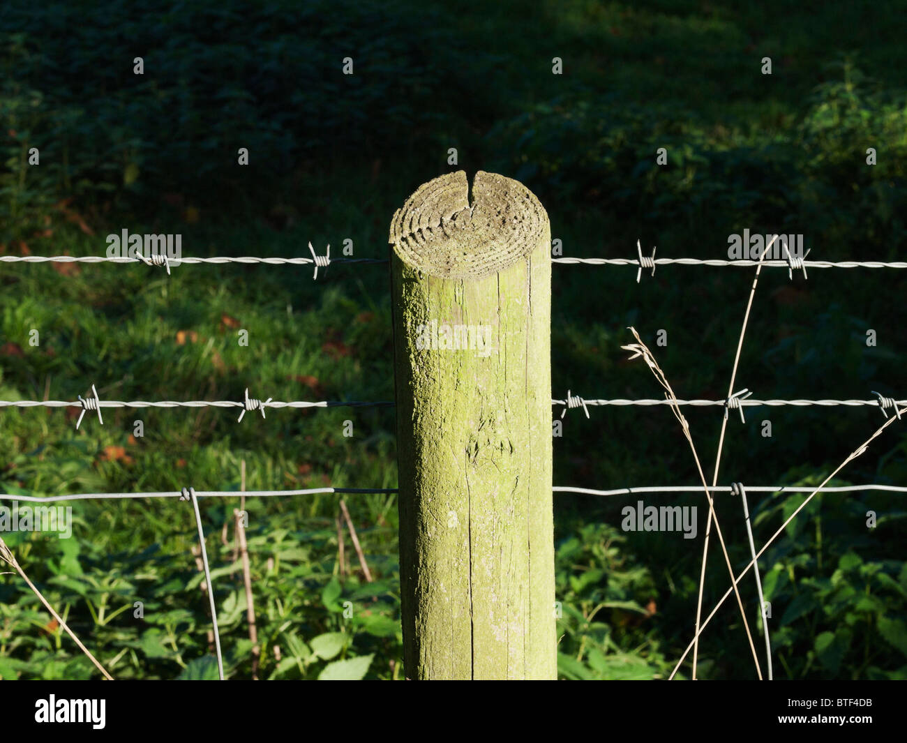 barbed wire on a fence Stock Photo - Alamy