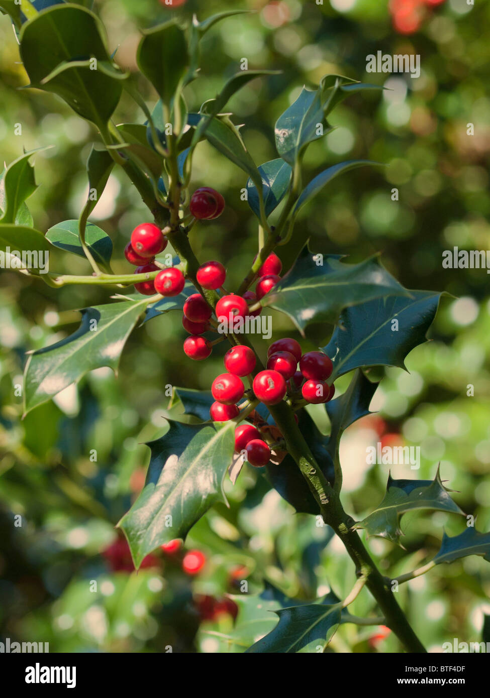 holly tree with berries Stock Photo - Alamy