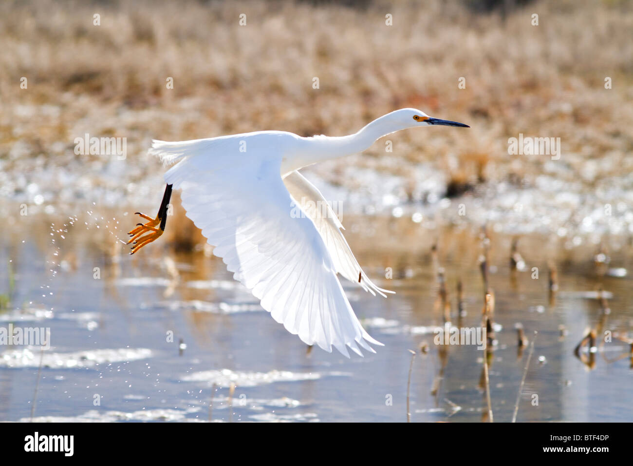 Egret flying hi-res stock photography and images - Alamy