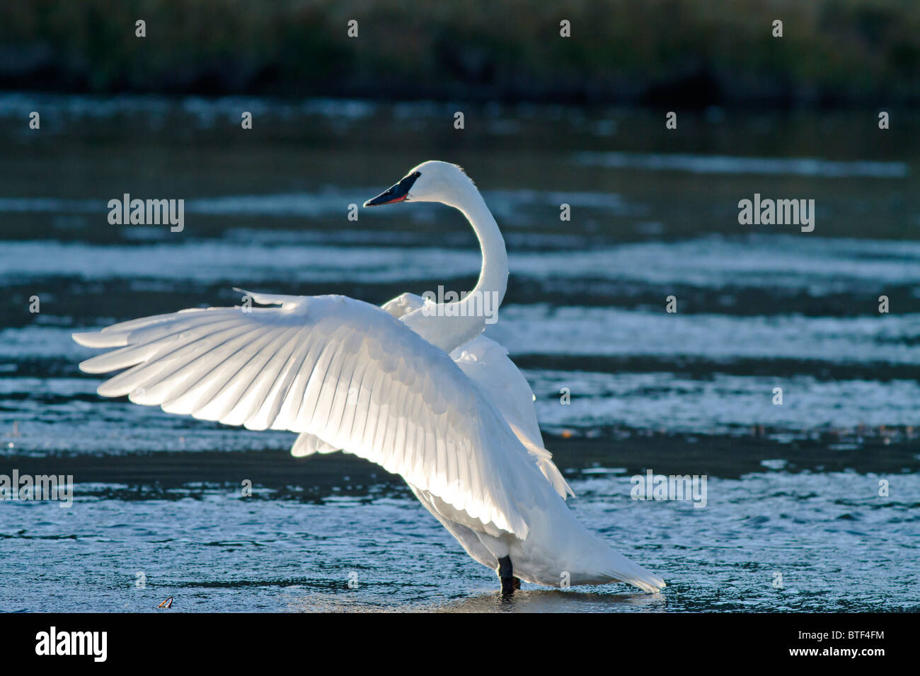 Swan flapping its wings Stock Photo - Alamy
