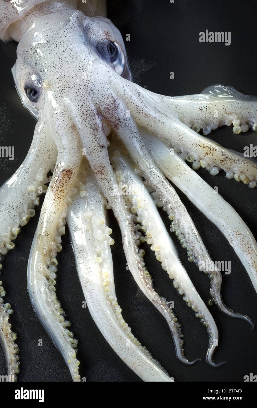 Close up view of a raw Octopus in seafood market Stock Photo - Alamy