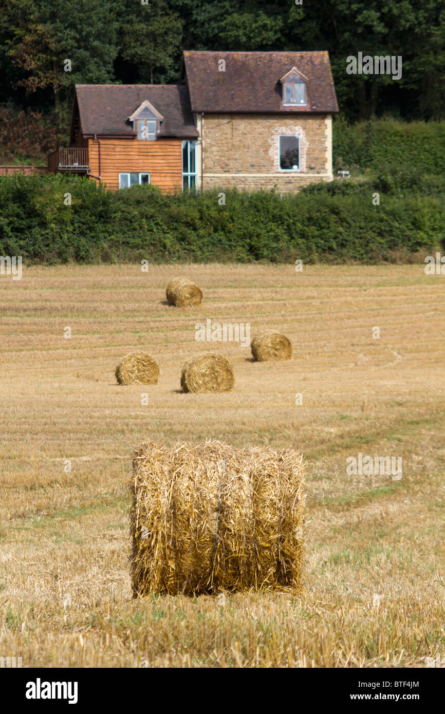 crops growing in a field Stock Photo - Alamy