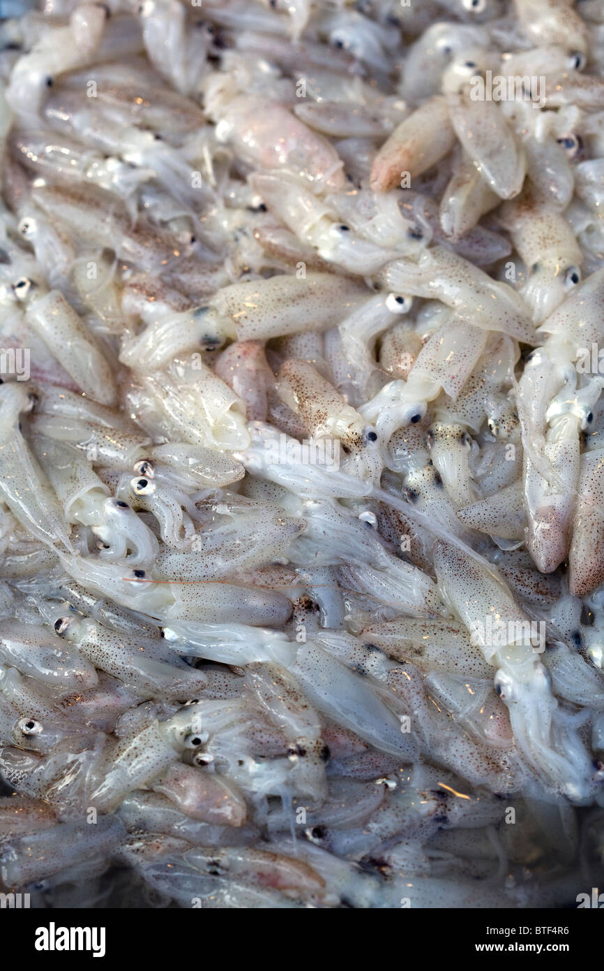 Baby squid hi-res stock photography and images - Alamy