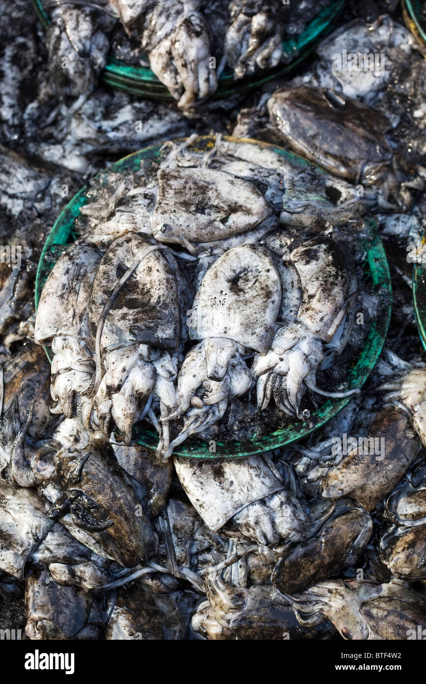 Cuttlefish Seoul South Korea Stock Photo - Alamy