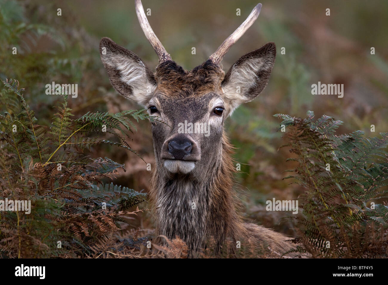 Juvenile red deer stag cervus elaphus autumn hi-res stock photography ...