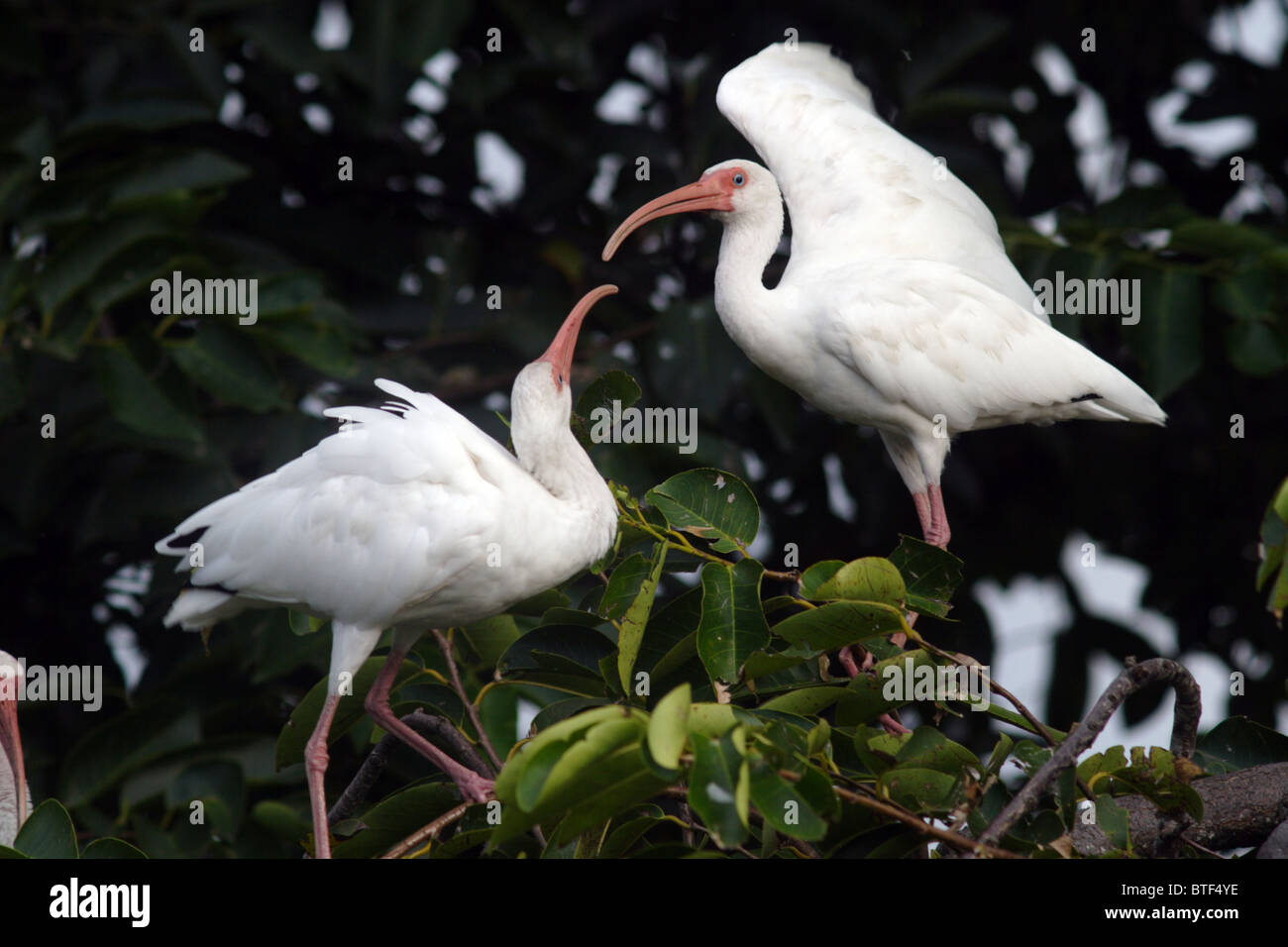 Ibis hi-res stock photography and images - Alamy