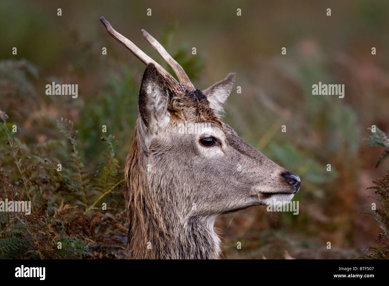 Red deer stag facing forward hi-res stock photography and images - Alamy