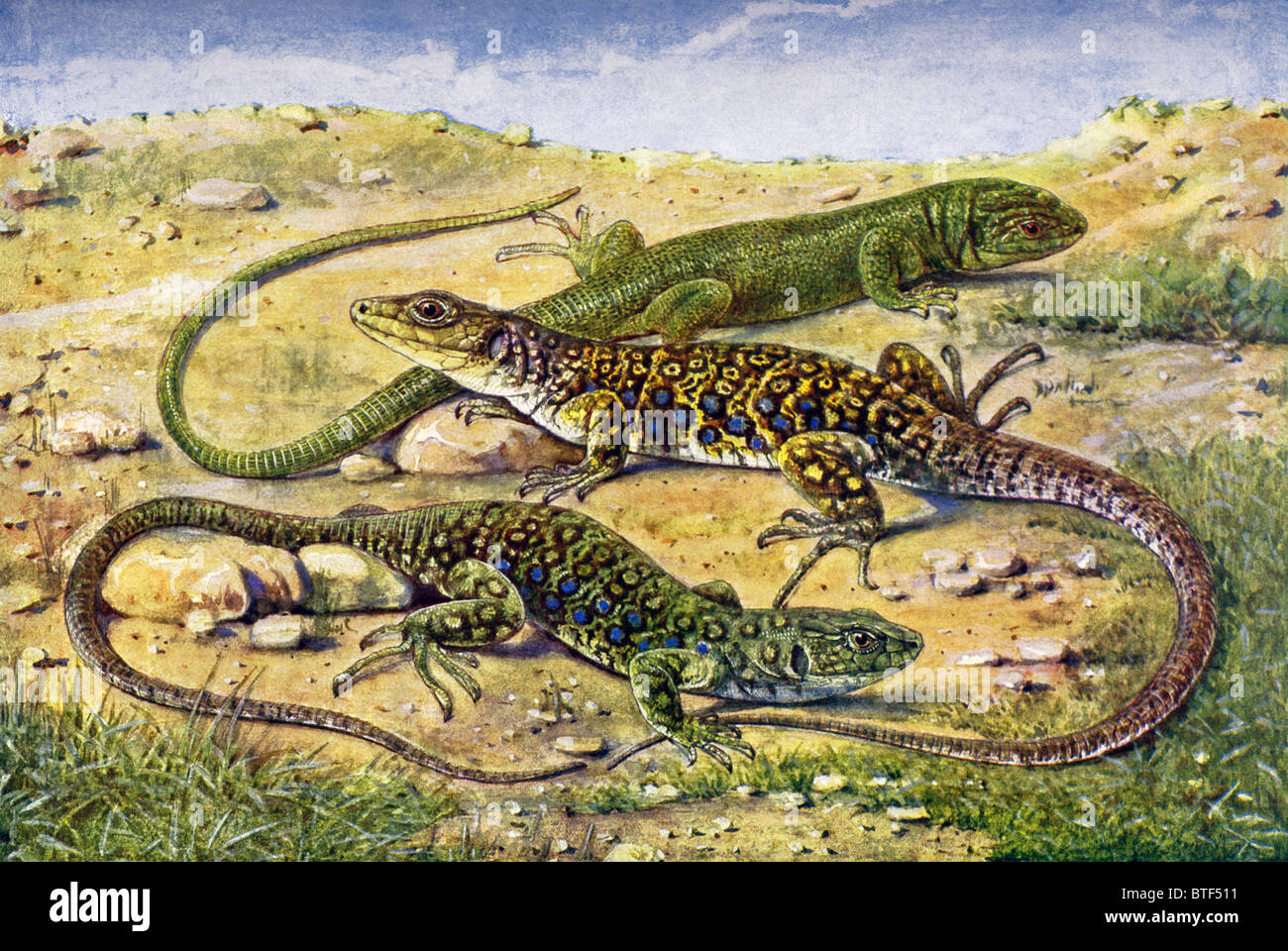 Middle europe lizard hi-res stock photography and images - Alamy