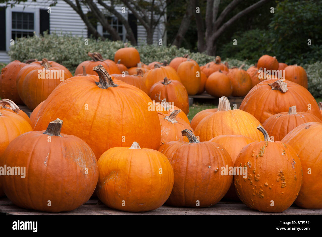 Pumpkins for sale Stock Photo - Alamy