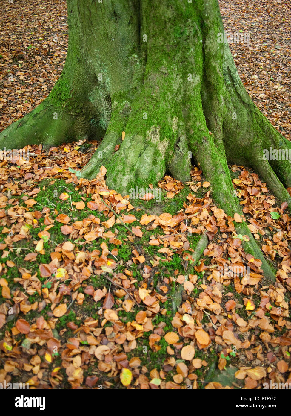 Tree Roots in Autumn, Ceres, Fife Stock Photo - Alamy