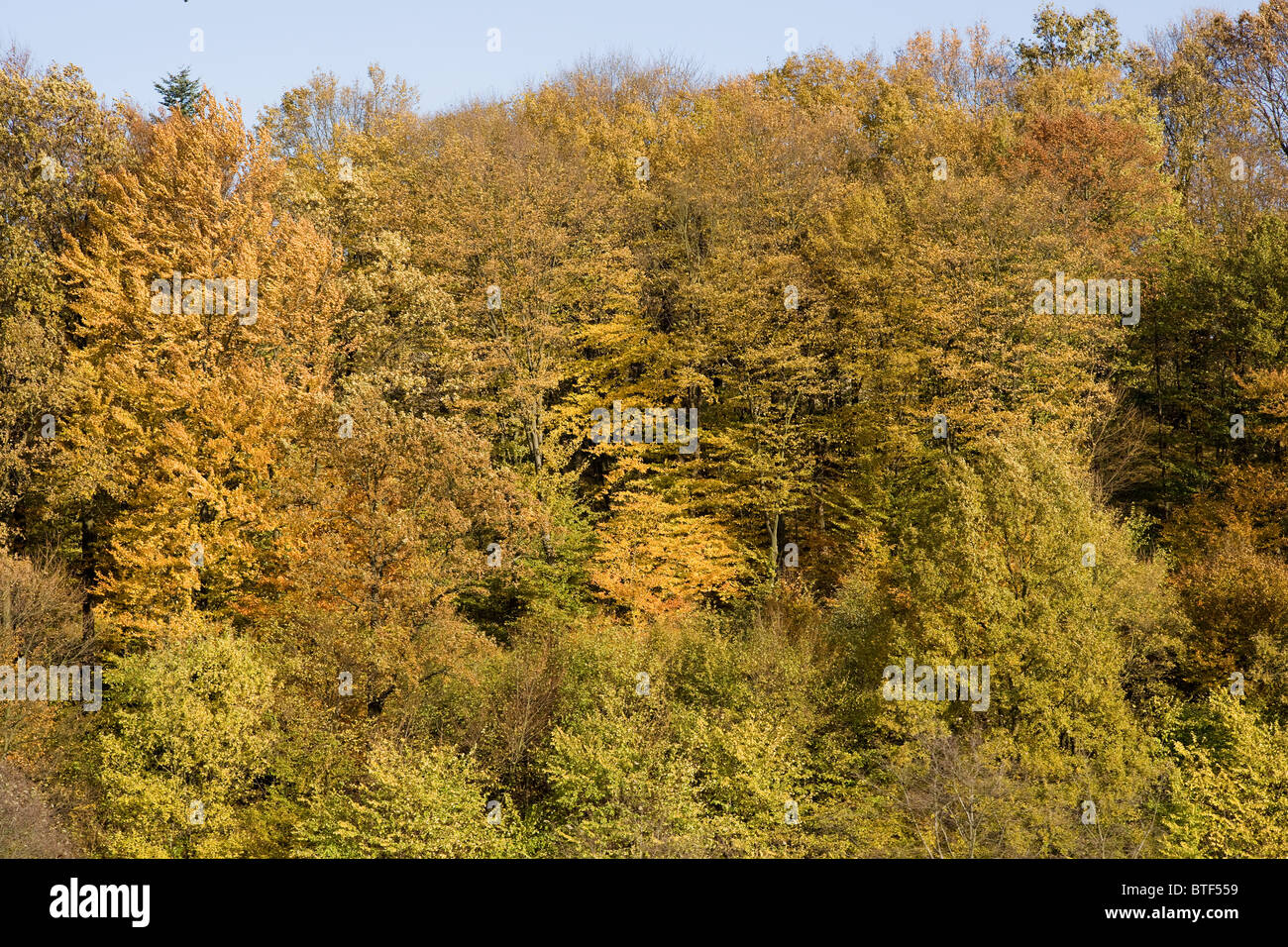 Autumn in forrest hi-res stock photography and images - Alamy