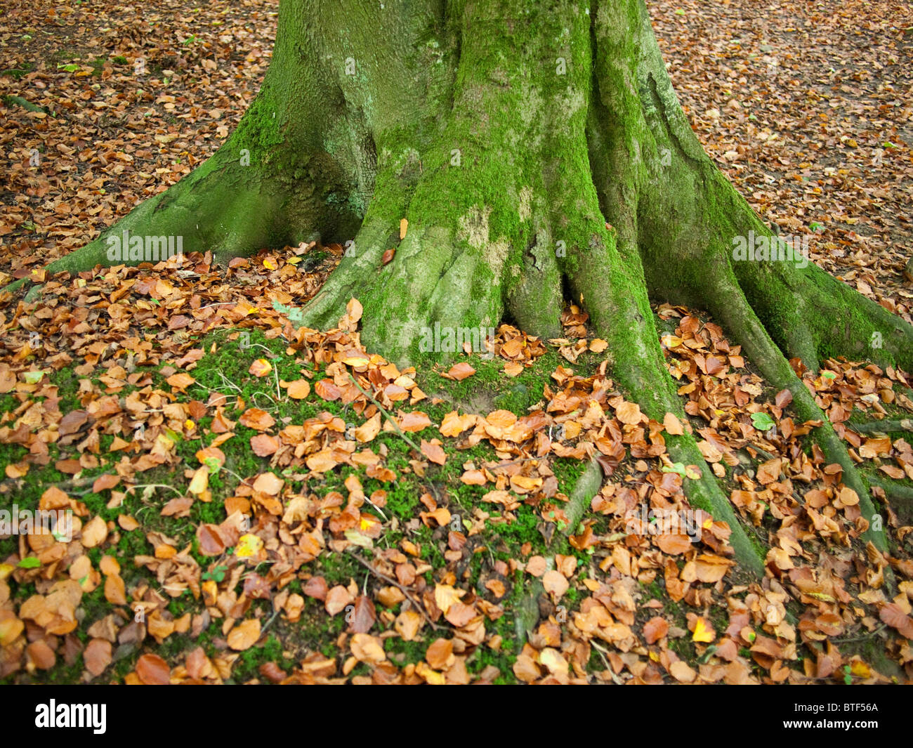 Tree roots uk hi-res stock photography and images - Alamy