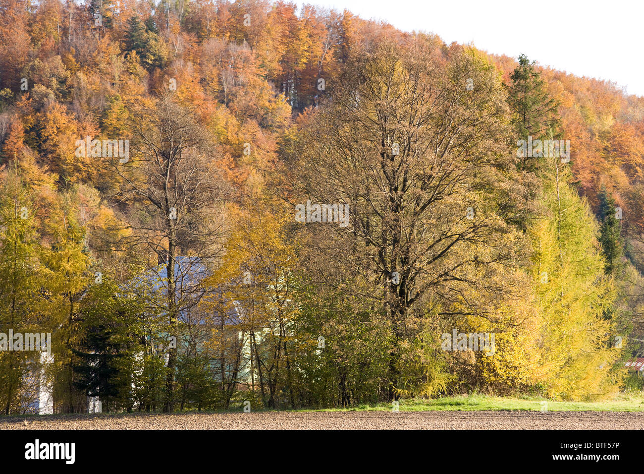 Forrest in autumn Stock Photo - Alamy