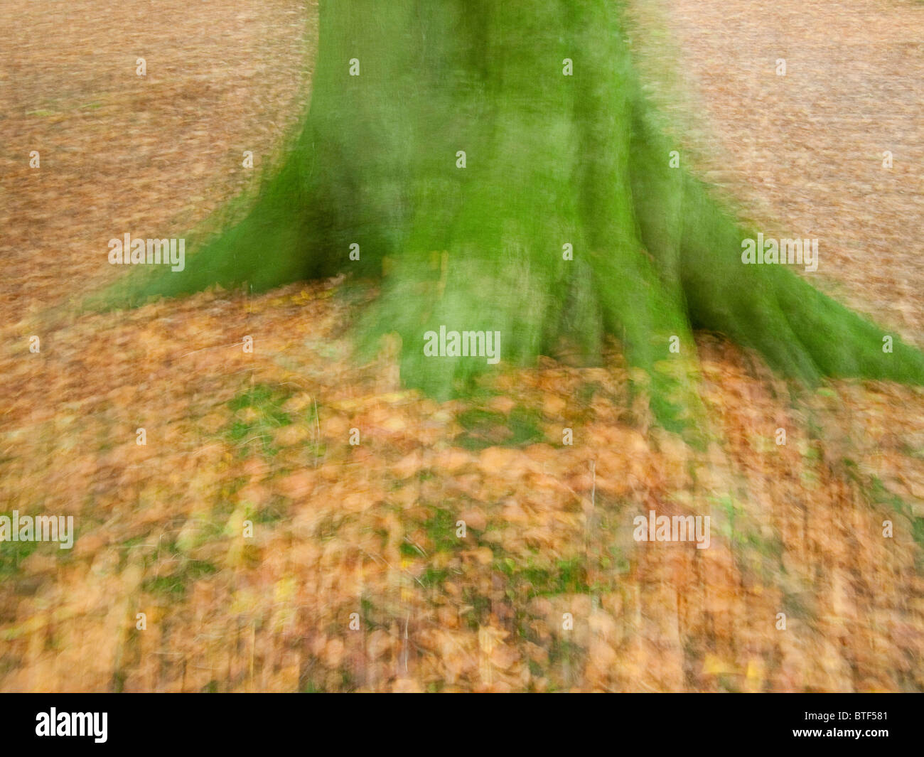 Tree roots uk hi-res stock photography and images - Alamy