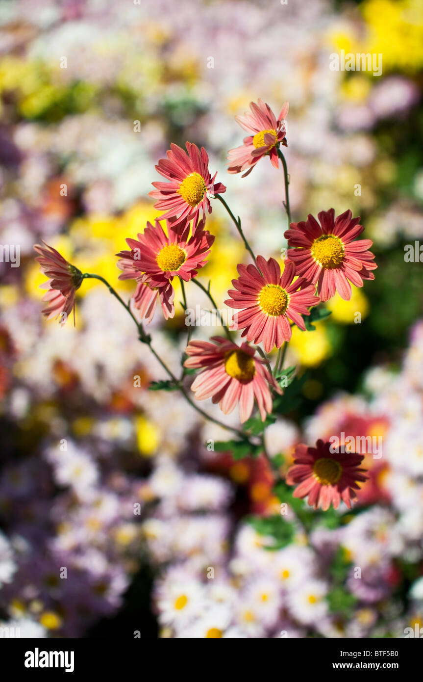 Mums are a popular fall flower in the United States and provide color ...