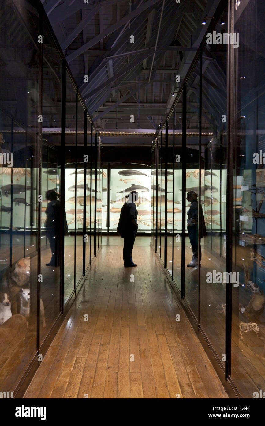 Tring english uk exhibits hi-res stock photography and images - Alamy