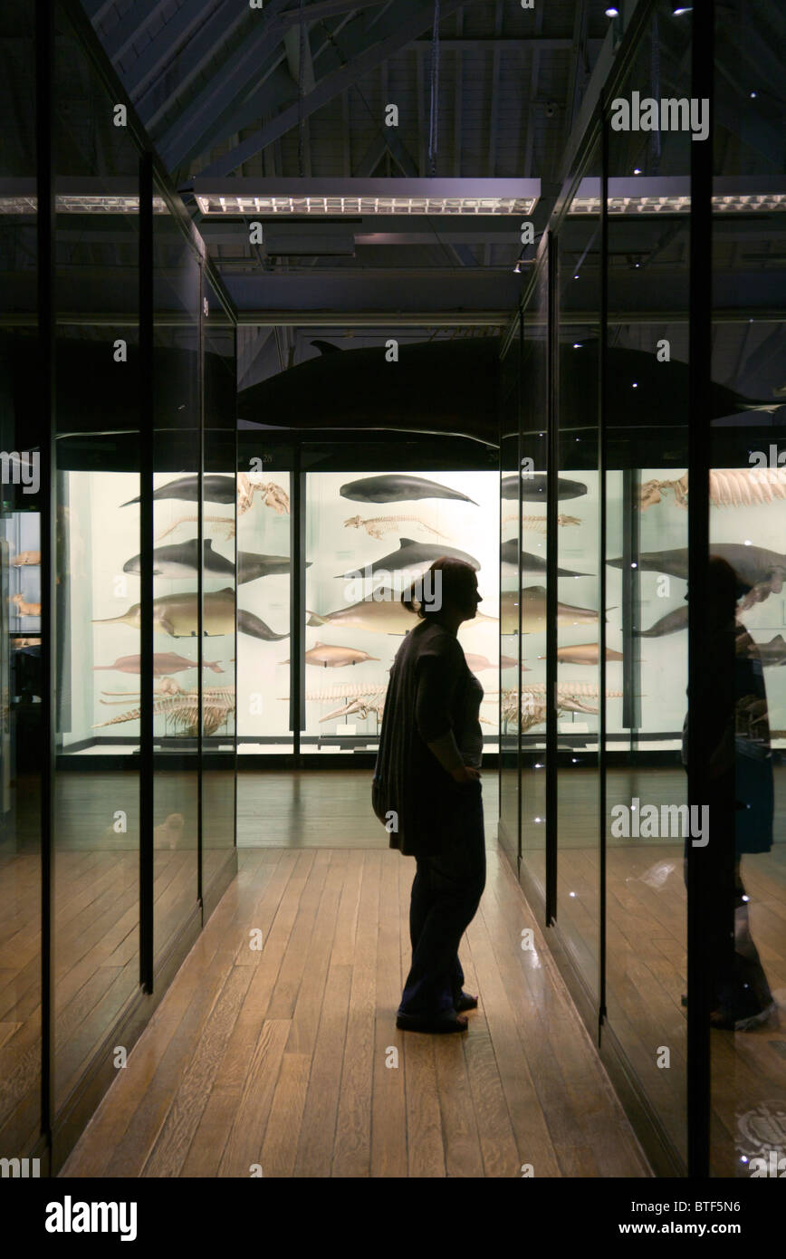Natural history Museum of Tring - Hertfordshire Stock Photo - Alamy Natural history Museum of Tring - Hertfordshire Stock Photo - Alamy