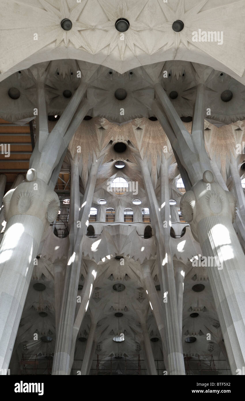 Columns and ceiling at the Sagrada Familia Cathedral by Gaudi Stock ...