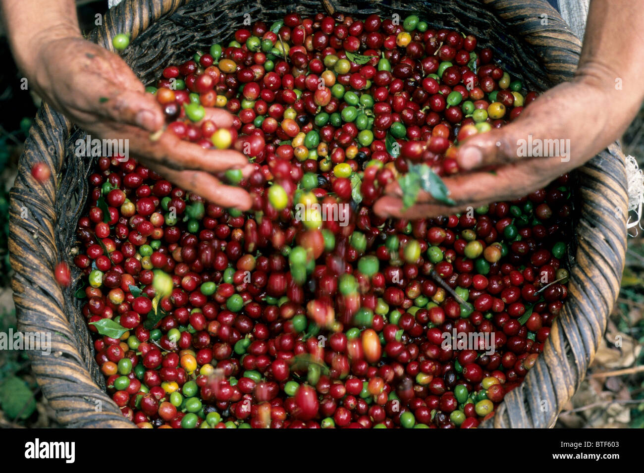 Coffee picker's basket with coffee grains, Central Valley, Costa Rica ...