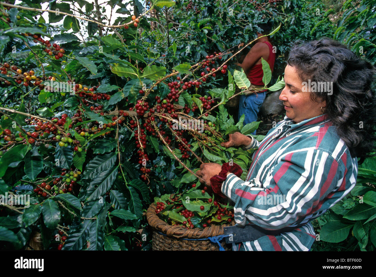 Coffee picker, Central Valley, Costa Rica Stock Photo - Alamy