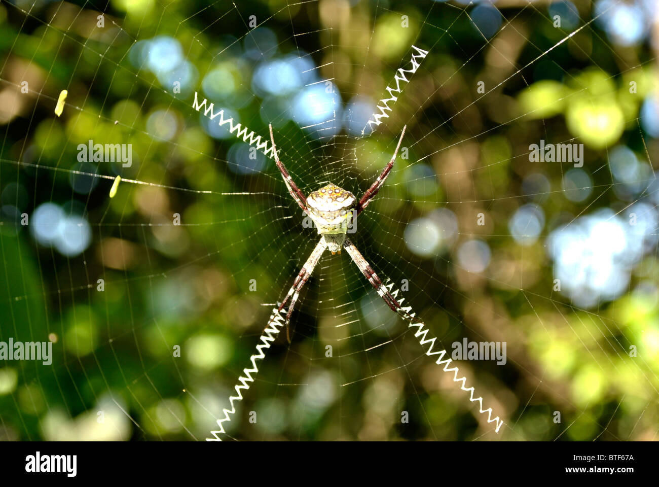 orb weaving spider Stock Photo - Alamy