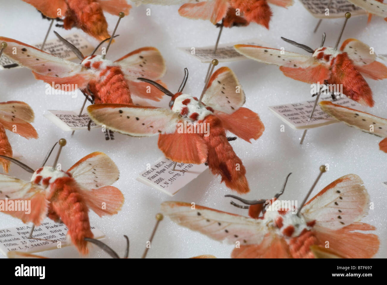 Collection of flannel moth specimens (Trosia nigropunctigera) at ...