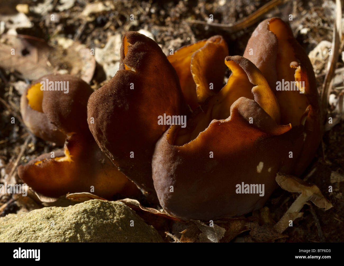 Otidea onotica (rabbit-ear fungus Stock Photo - Alamy