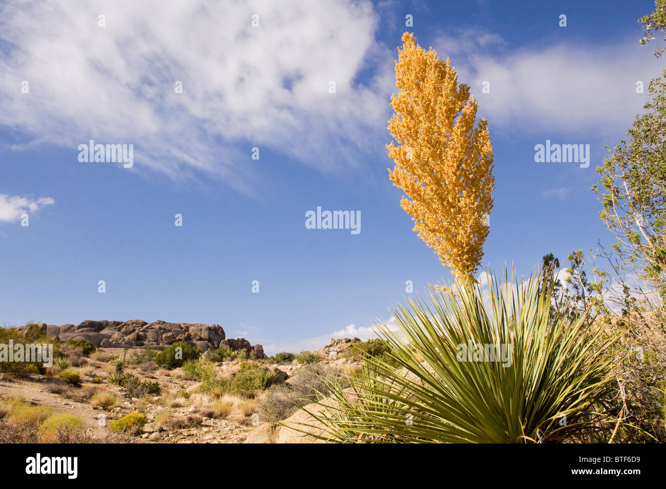 Mojave Yucca plant (Yucca schidigera) - Mojave, California USA Stock ...