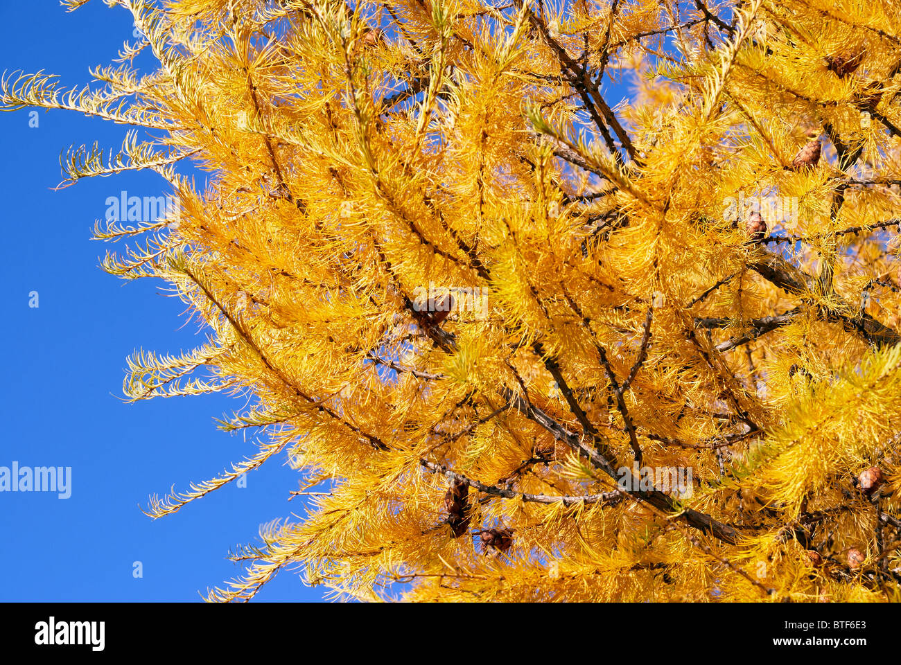 Yellow larch on a background sky Stock Photo - Alamy