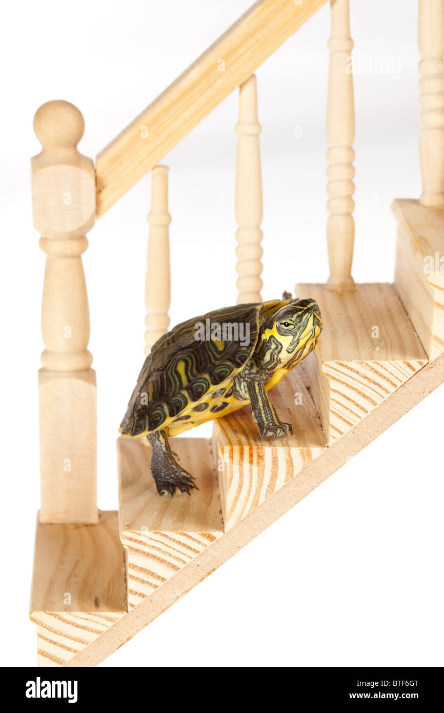 Ambitious turtle moving up with perseverence on a staircase or ladder ...
