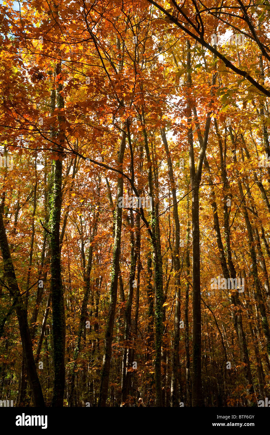 Trunks oak trees in autumn hi-res stock photography and images - Alamy