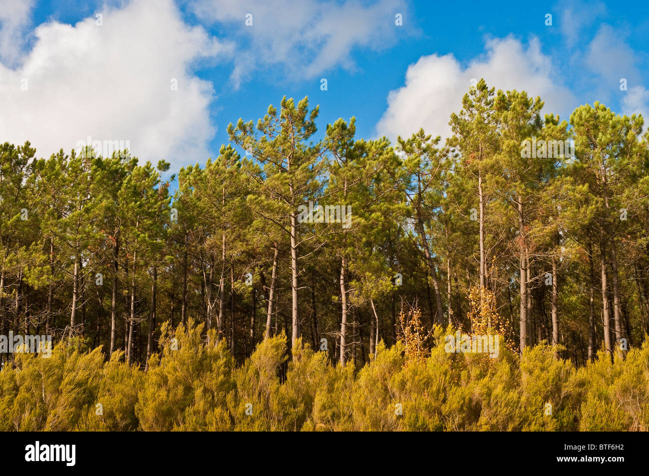 France with pine trees hi-res stock photography and images - Alamy