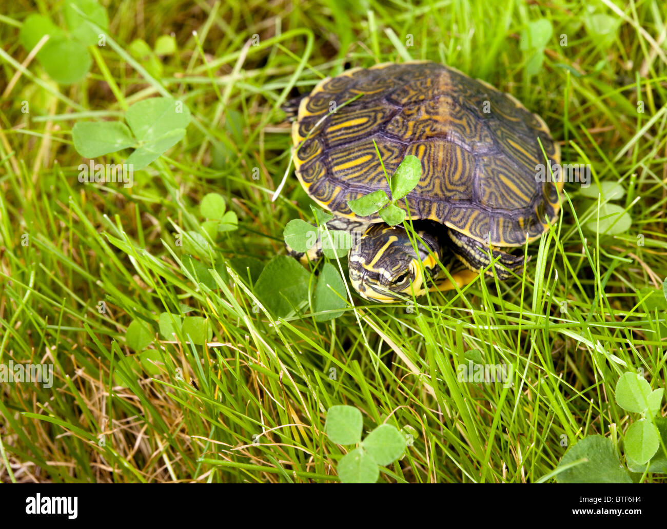 Little baby turtle crawling in high grass Stock Photo - Alamy