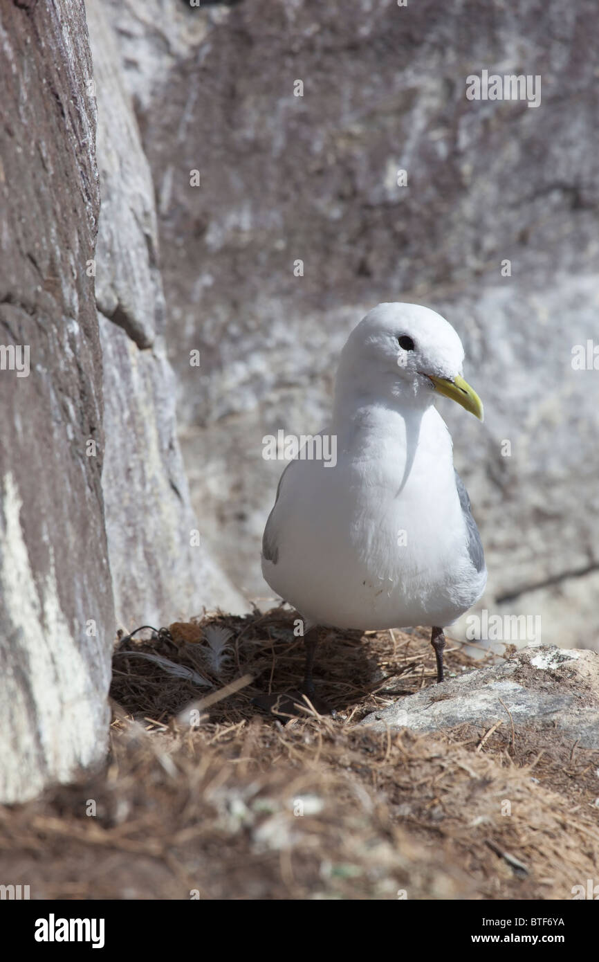 Kittiwake nesting on a rock ledge at the top of cliffs, Farne Islands ...