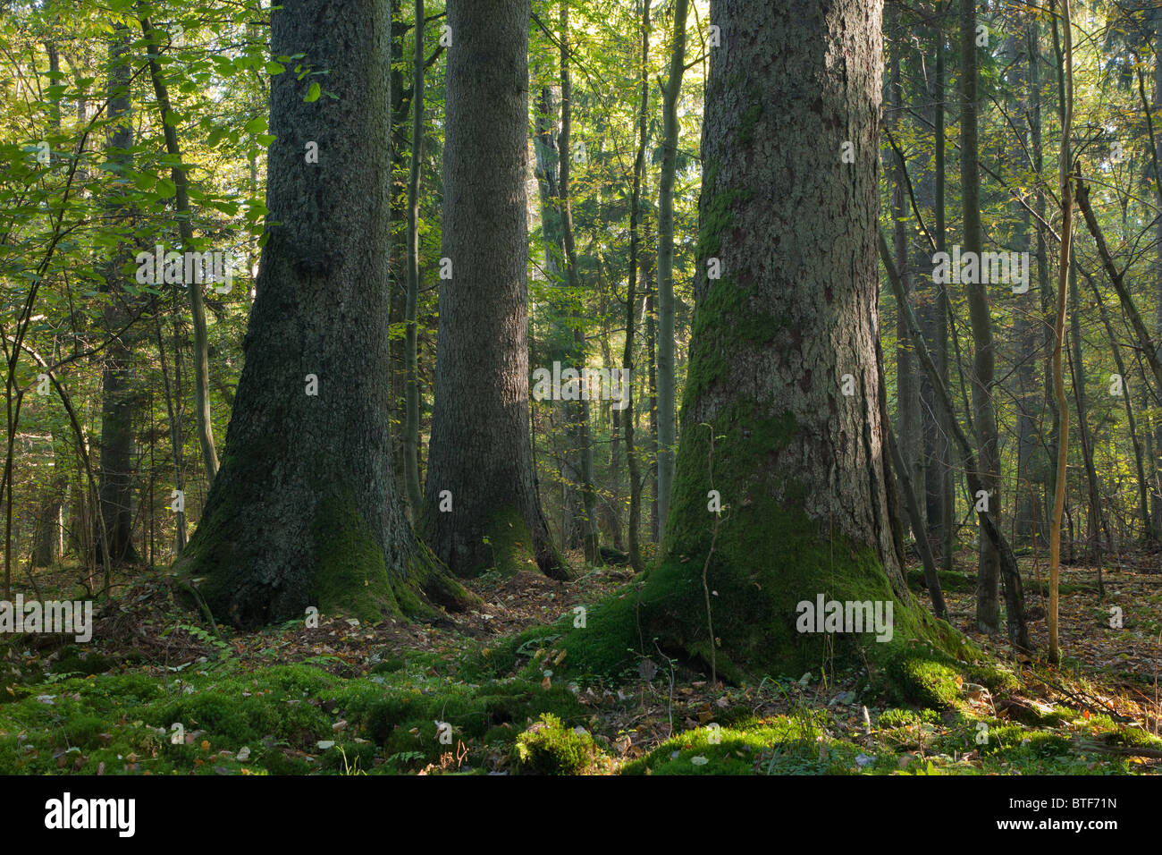 Old spruce spruces hi-res stock photography and images - Alamy